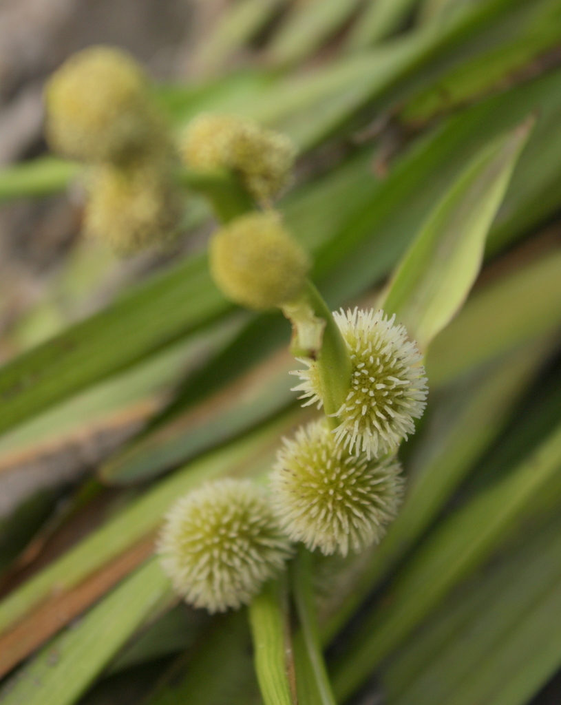 Narrow-leaved Bur-reed (Sparganium angustifolium) - Botanical Realm