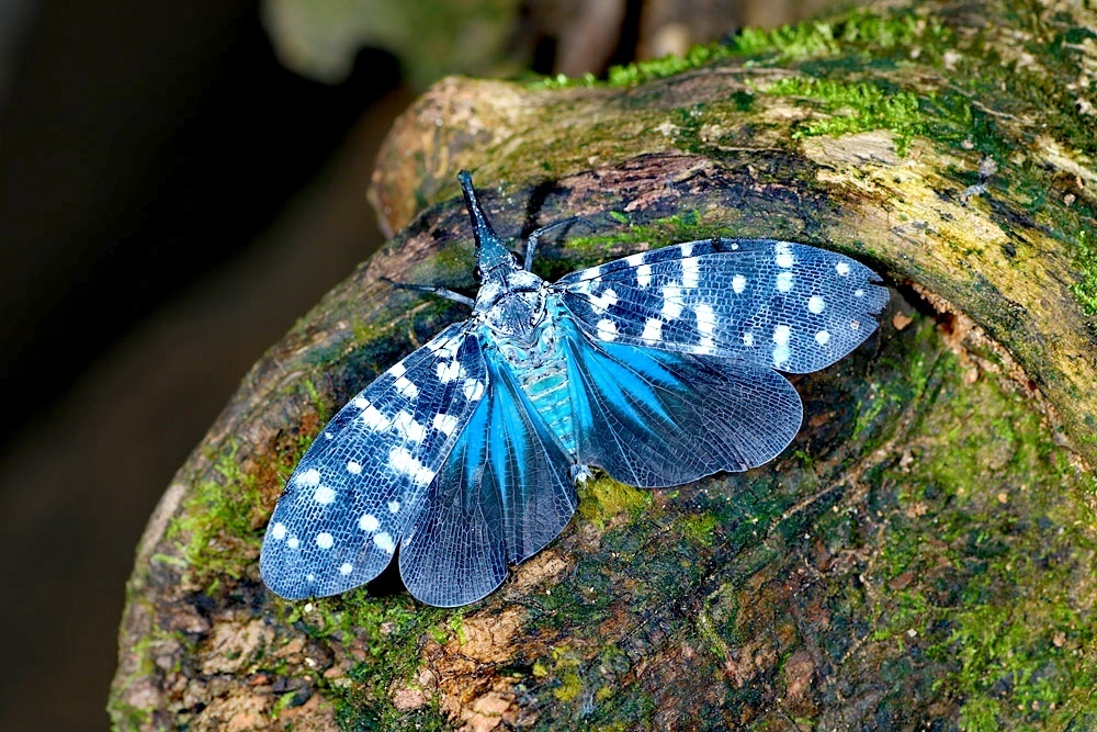 Pyrops maculatus from 斯里兰卡宝石城 on August 22, 2023 at 09:55 PM by 昆虫学 ...
