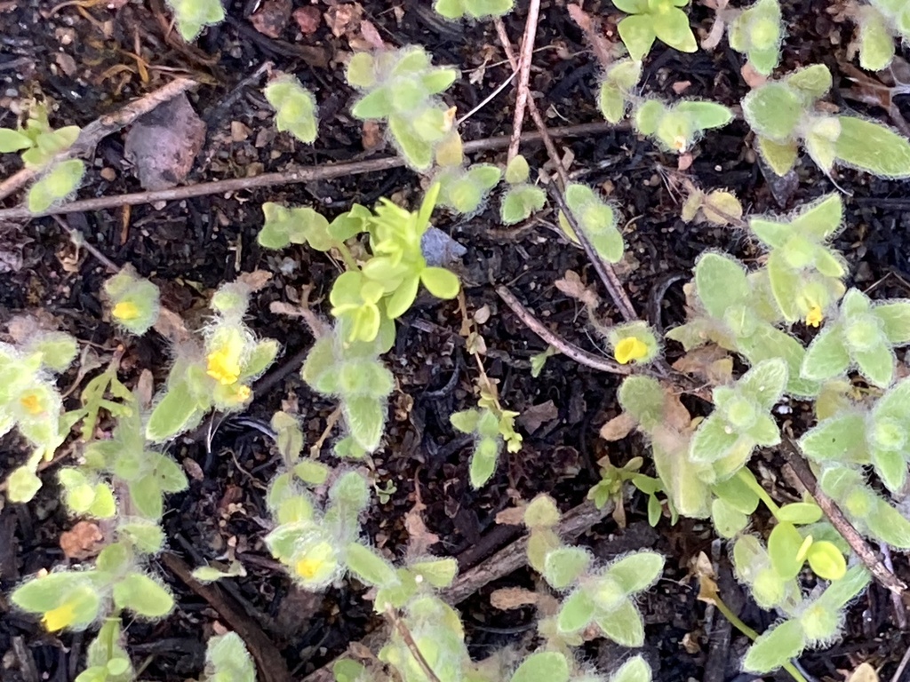 False Monkeyflower from 4S Ranch, Poway, CA, US on June 14, 2024 at 09: ...