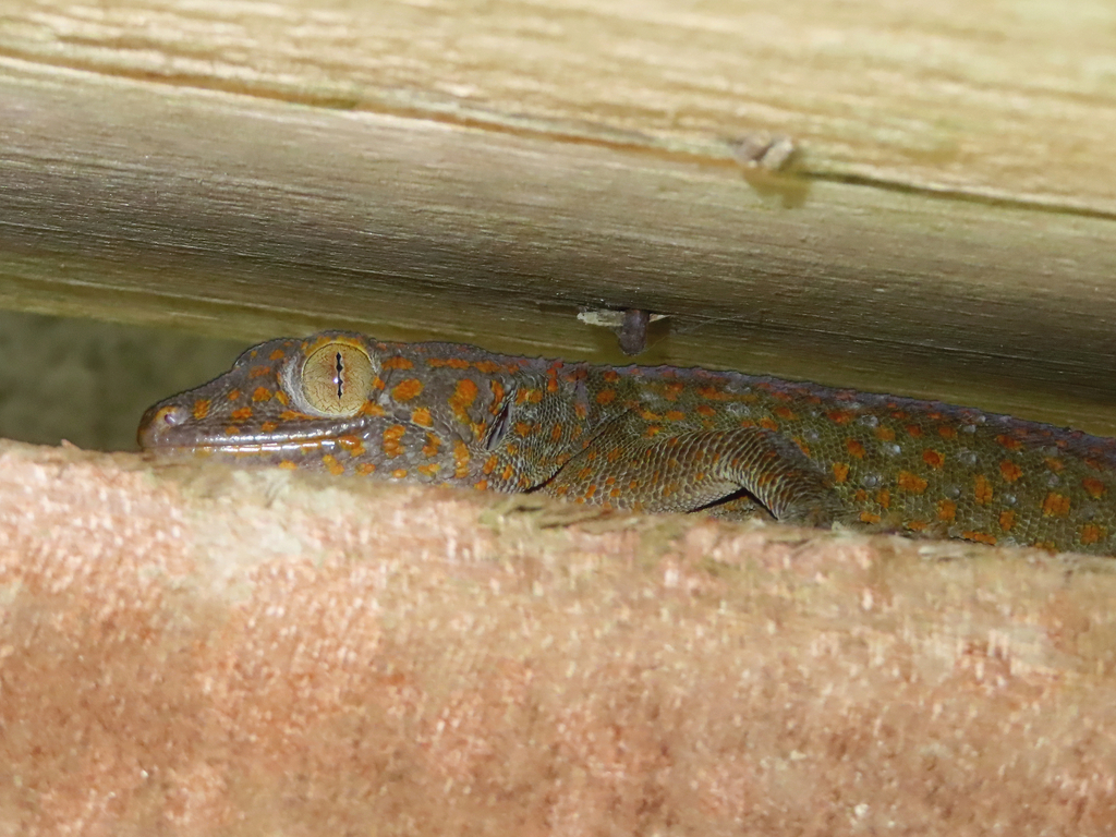 Tokay Gecko from Olango Island, Cebu, Philippines on October 19, 2024 ...