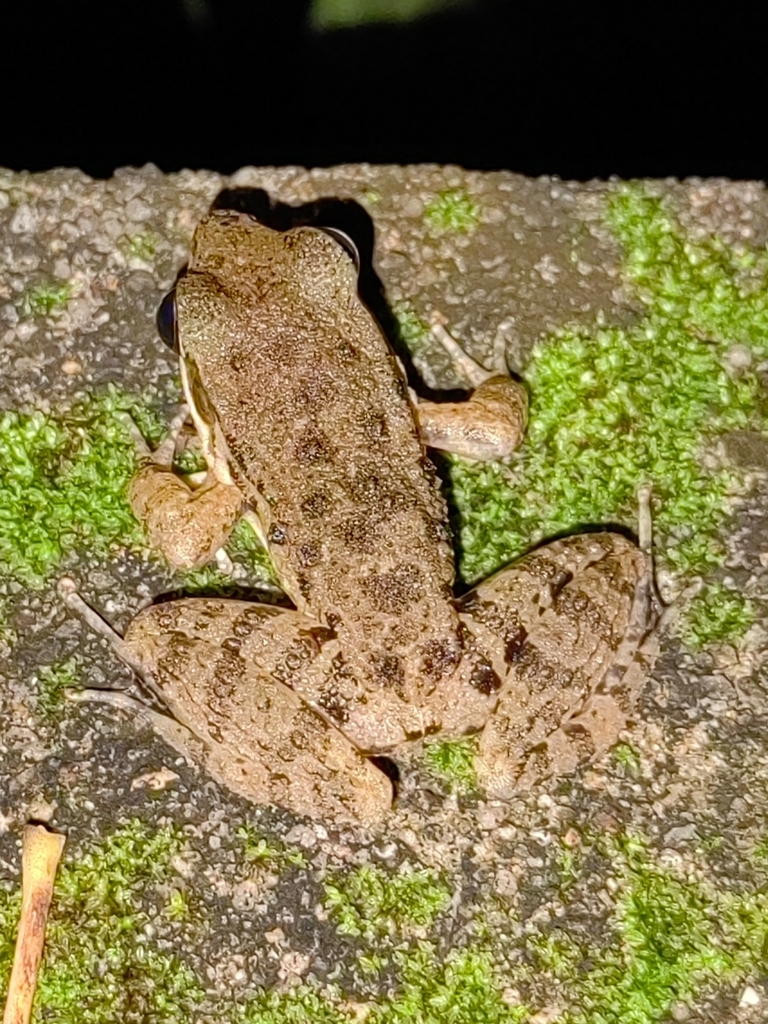 Typical Frogs from Hainan, CN-HA, CN on October 19, 2024 at 08:32 PM by ...
