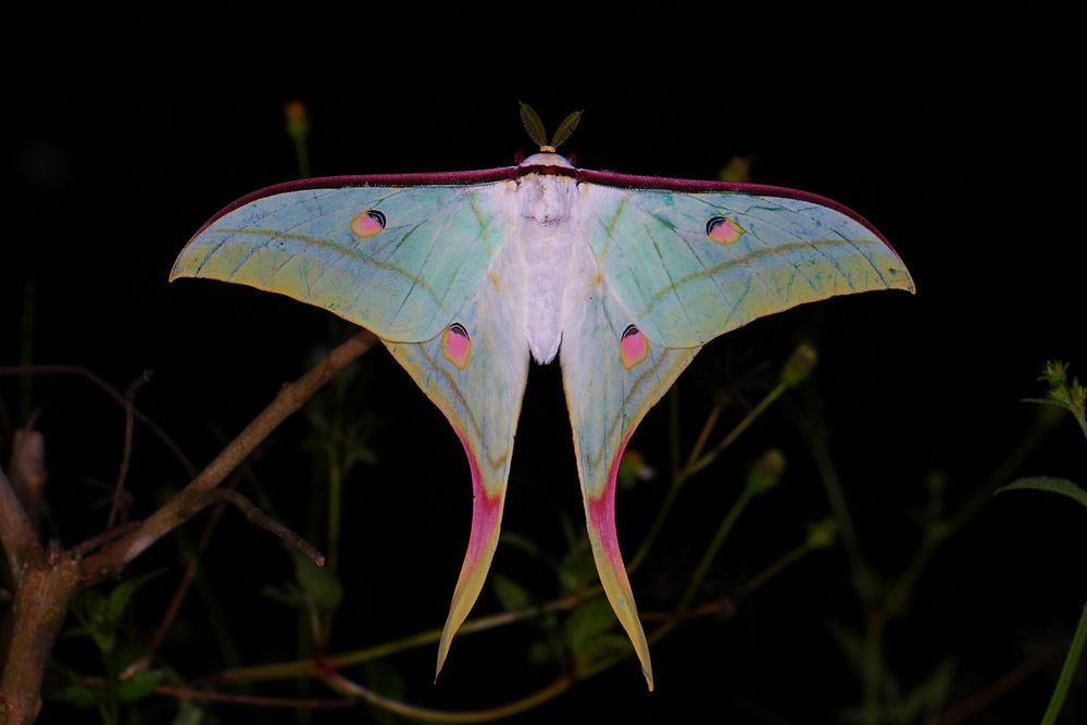 Indian Moon Moth from 中国云南省普洱市思茅区 on August 14, 2020 at 02:13 AM by 昆虫学 ...