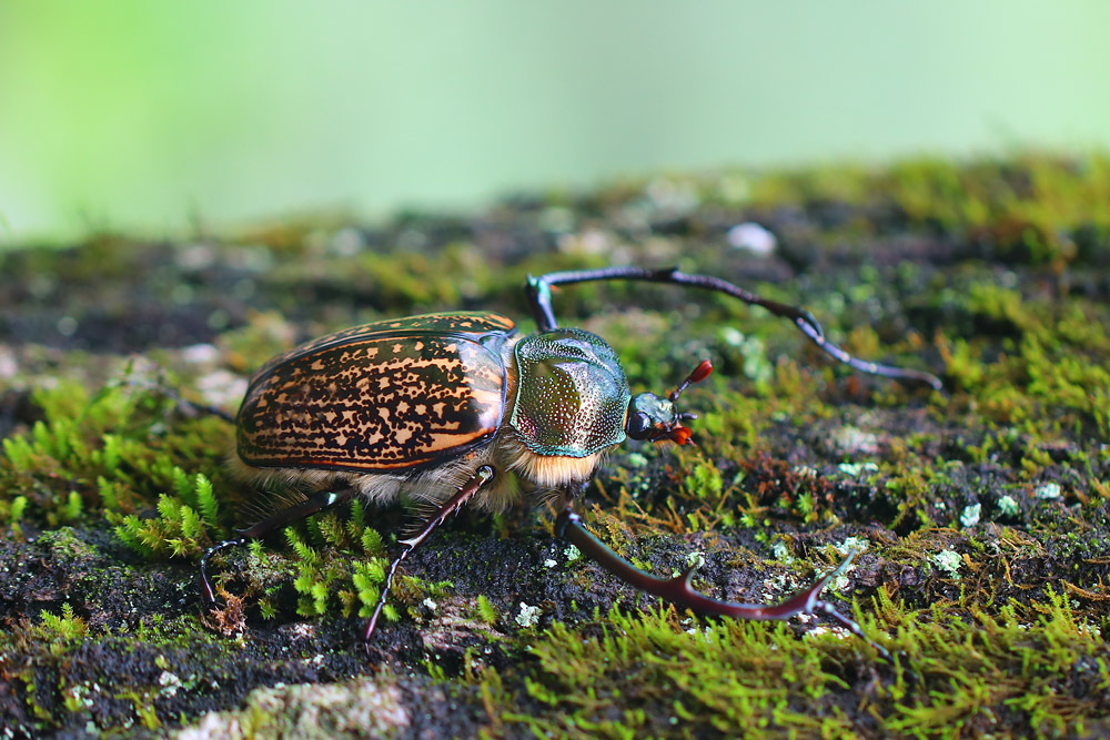 Cheirotonus gestroi in July 2020 by 昆虫学liuye. light trap · iNaturalist