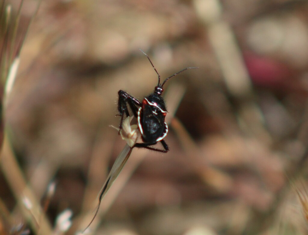 California Bee Assassin in May 2024 by Joseph D Kurtz · iNaturalist