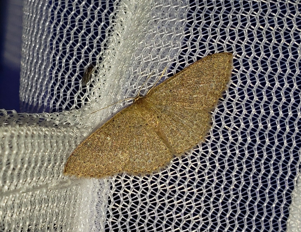 Common Tan Wave from Cedar Hill, TX, USA on October 18, 2024 at 08:09 ...
