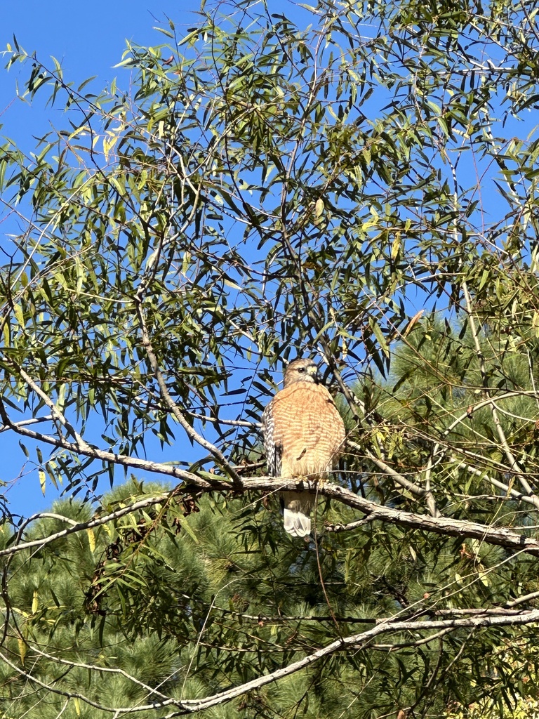 Red-shouldered Hawk from Arkton Rd, Broadway, VA, US on October 19 ...