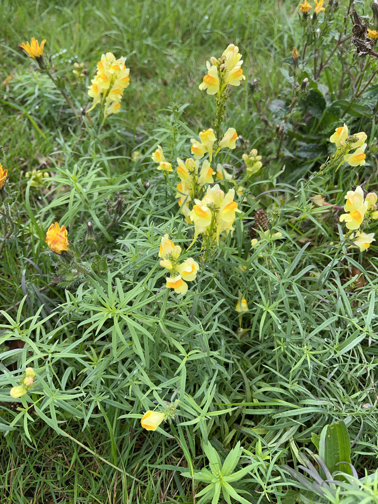 common toadflax from South Yorkshire, England, GB on 02 October, 2024 ...