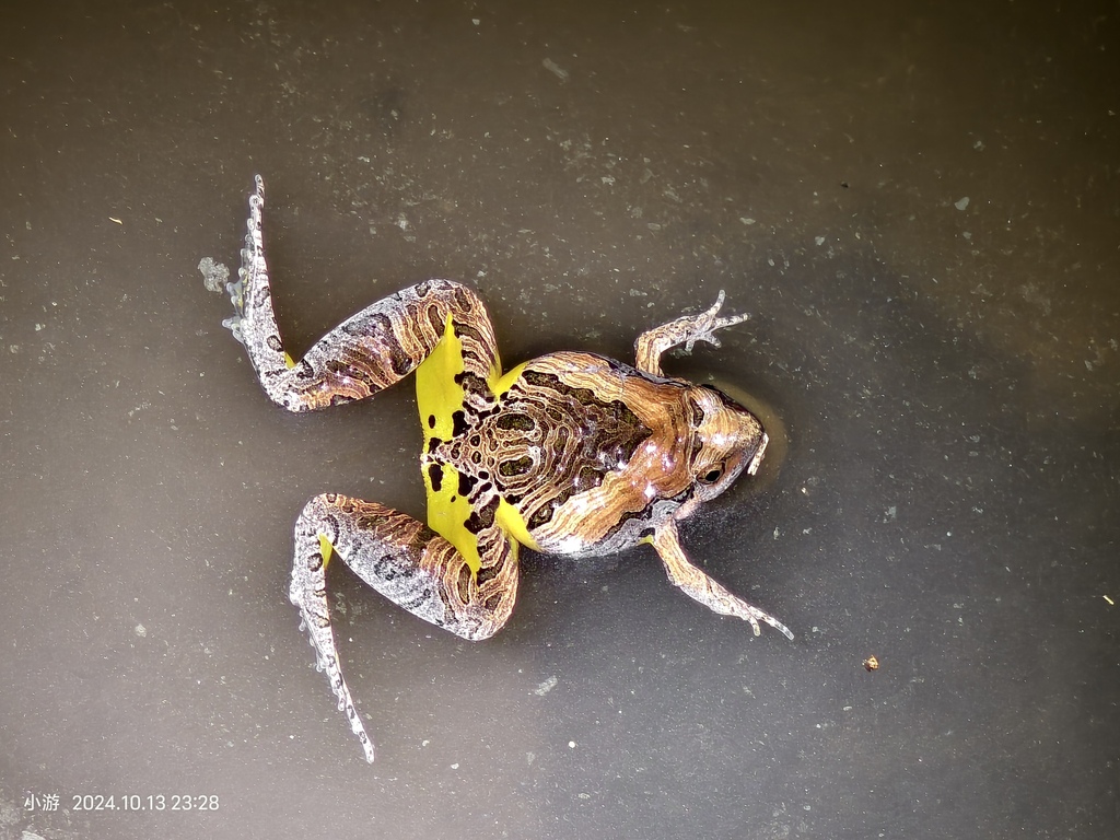 Beautiful Pygmy Frog from 中国广西壮族自治区贺州市富川瑶族自治县 on October 13, 2024 at 11 ...