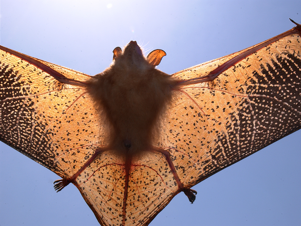 Evening Bats (Vespertilionidae) - Know Your Mammals