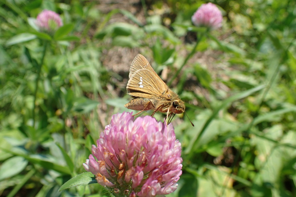 Parnara guttata guttata in July 2015 by hakkahamushi · iNaturalist