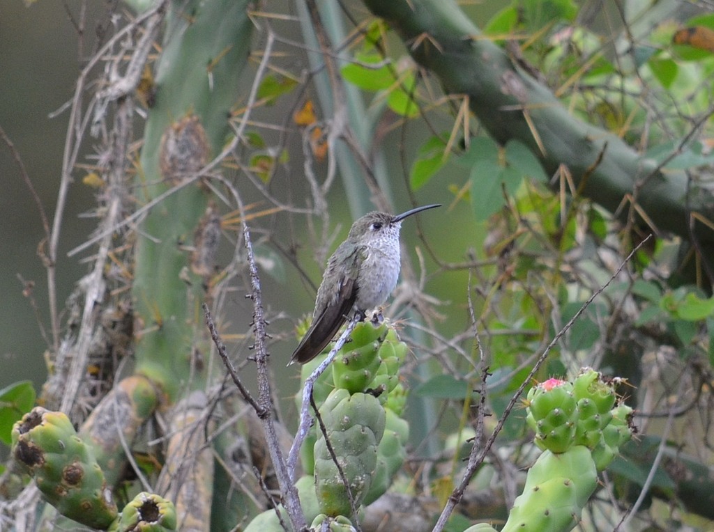 Spot-throated Hummingbird from Luya Province, Peru on November 05, 2014 ...