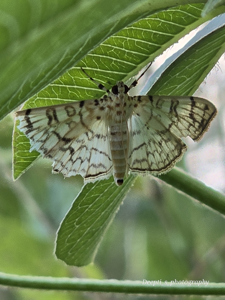 Cotton Leaf Roller from 16, Hospital Sector, Bhilai, Chhattisgarh 490006, India on October 19 ...