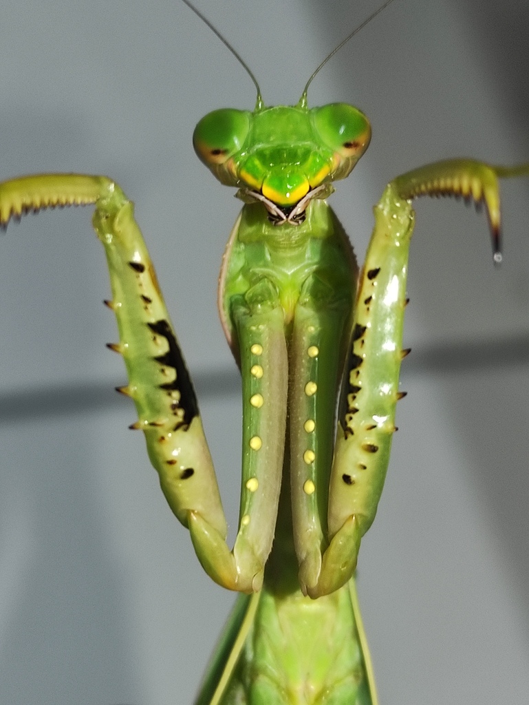 Giant Asian Mantises from Sigi Regency, Central Sulawesi, Indonesia on ...