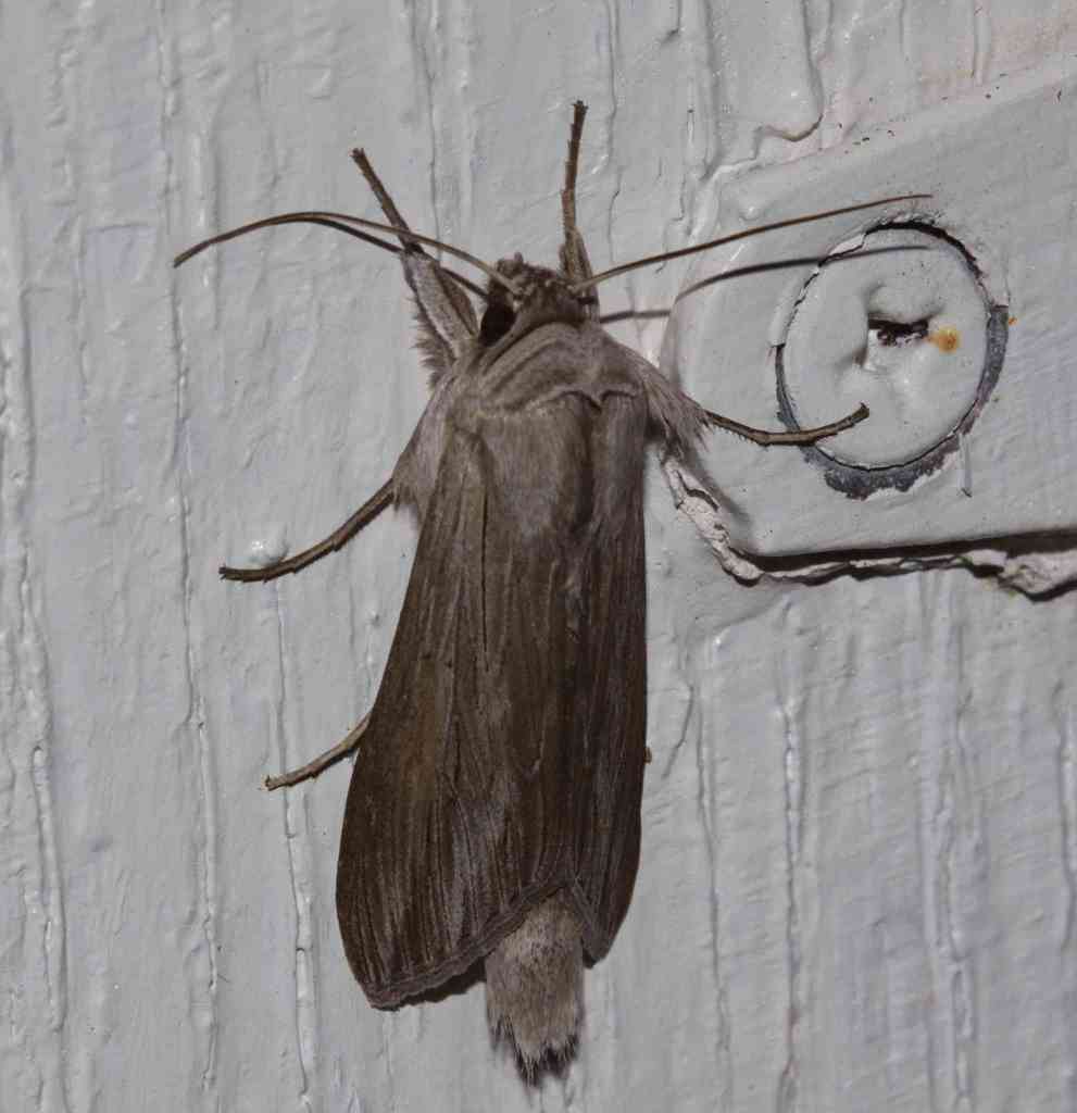 Shark Moth from Le Rocher-Percé, QC, Canada on July 7, 2019 at 10:37 PM ...
