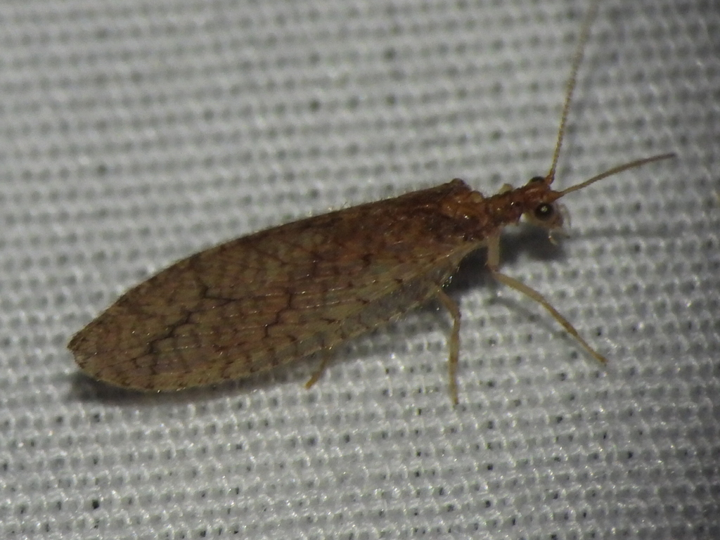 Posterior Brown Lacewing from Cedar Hill, TX, USA on October 18, 2024 ...