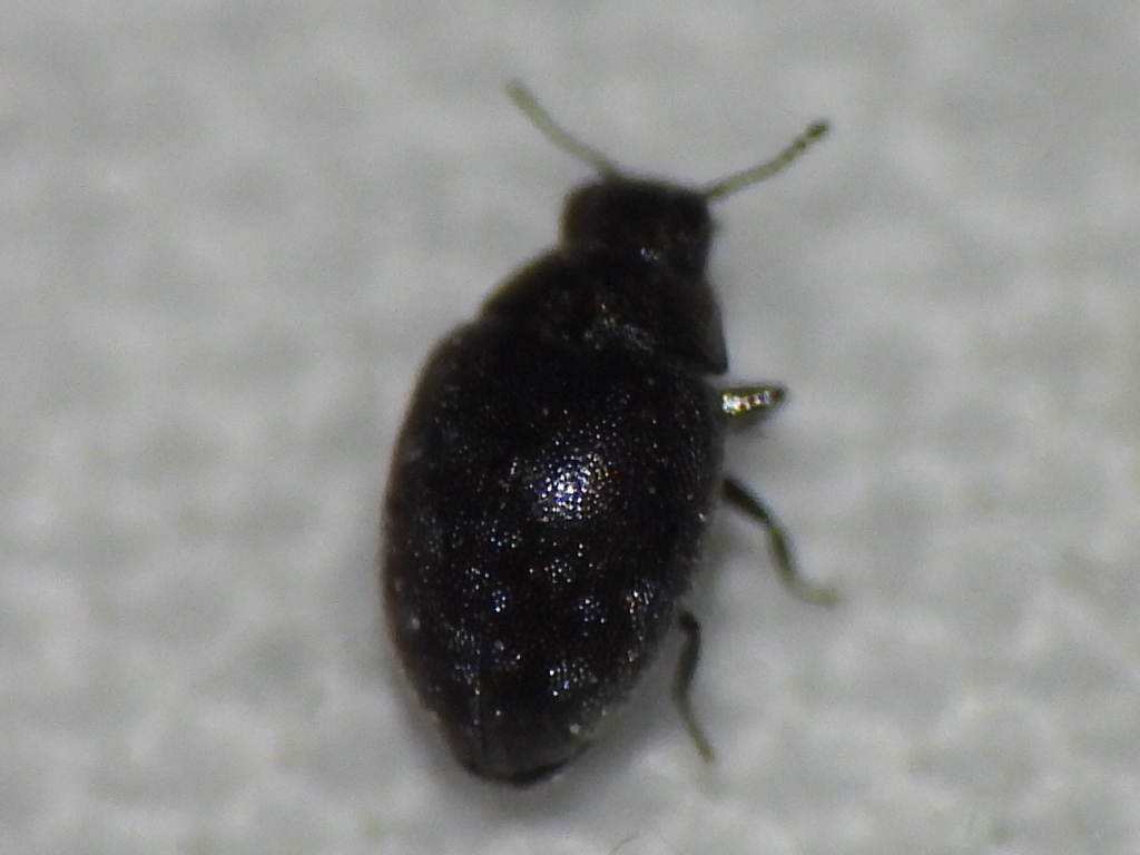 Eulimnichus ater from Cedar Hill, TX, USA on October 18, 2024 at 09:17 ...