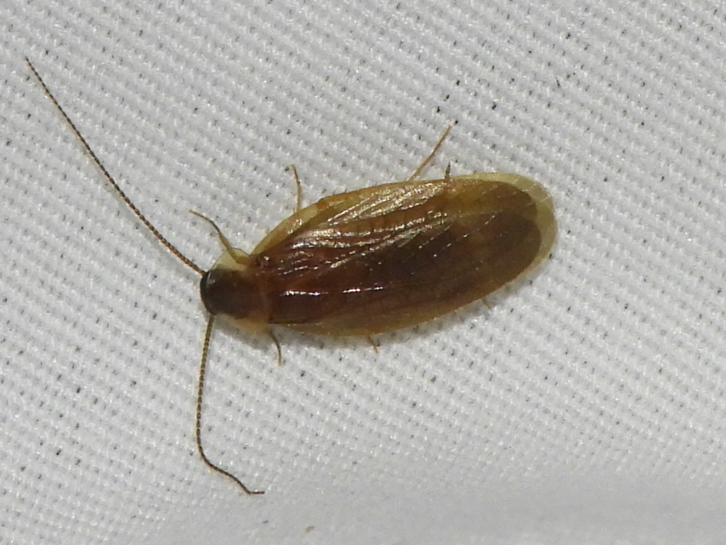 Schwarz's Hooded Cockroach from Cedar Hill, TX, USA on October 18, 2024 ...