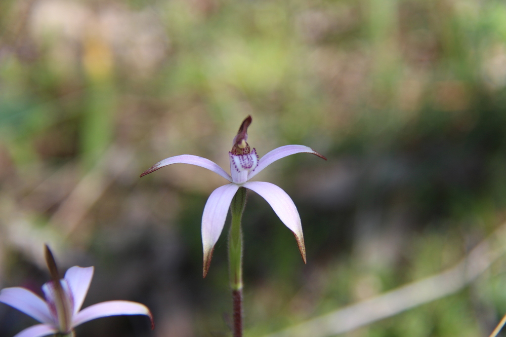 Pink candy orchid from Dryandra WA 6311, Australia on September 12 ...