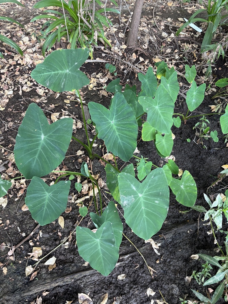 Taro from Lady Bird Lake, Austin, TX, US on October 19, 2024 at 08:53 ...