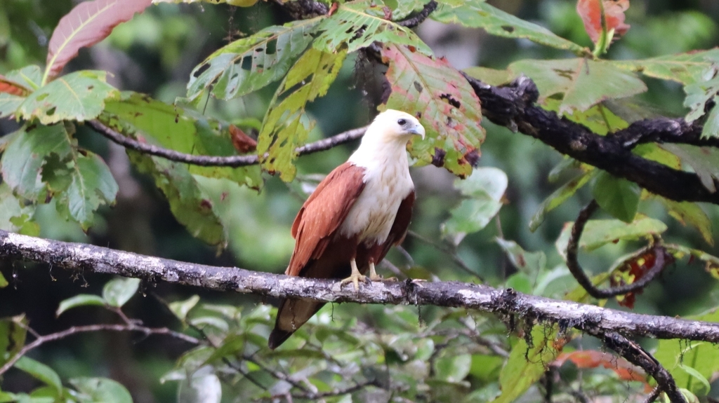 Brahminy Kite from FPQF+JGJ, Anggai, Obi, South Halmahera Regency ...