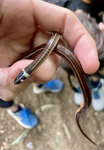 Volcanic Highland Centipede Snake (Tantilla vulcani) - Snakes and Lizards
