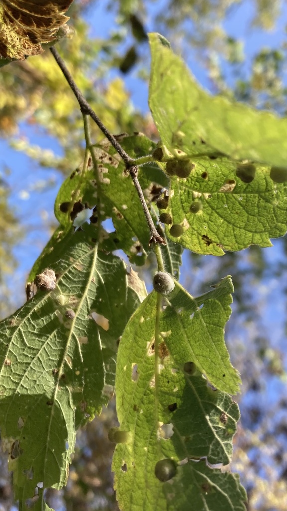 Hackberry Gall Psyllids from Camelot Dr, East Lansing, MI, US on ...