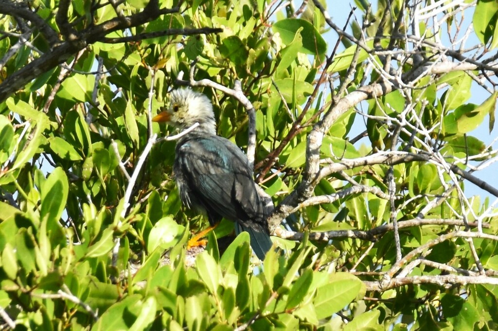Yucatan Jay from Manglares de Bahía Soliman, Tankah Cuatro, Tulum, Q.R ...