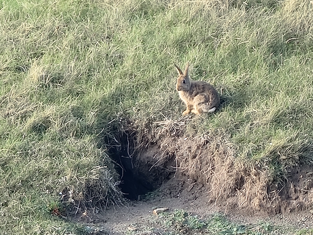 European Rabbit from Cornwall, England, GB on October 19, 2024 at 04:32 ...