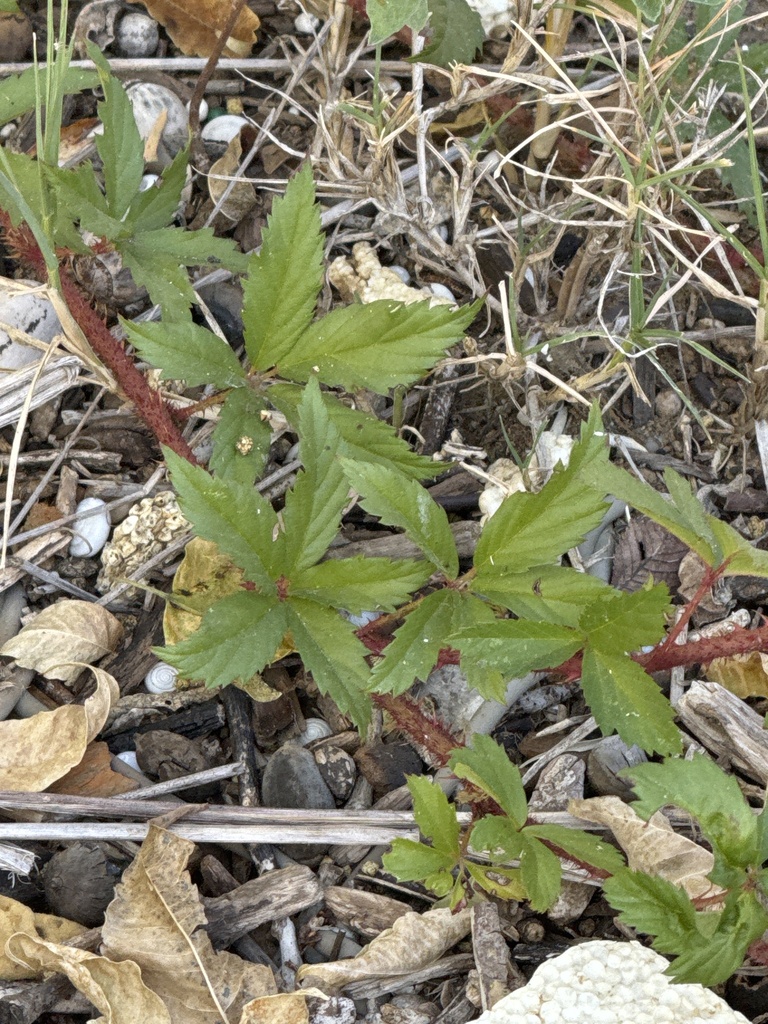 southern dewberry from Dottie Lynn Pkwy, Arlington, TX, US on October ...