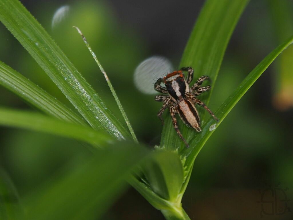 Plexippus setipes from Sui Lau Tin, Hong Kong on October 19, 2024 at 10 ...