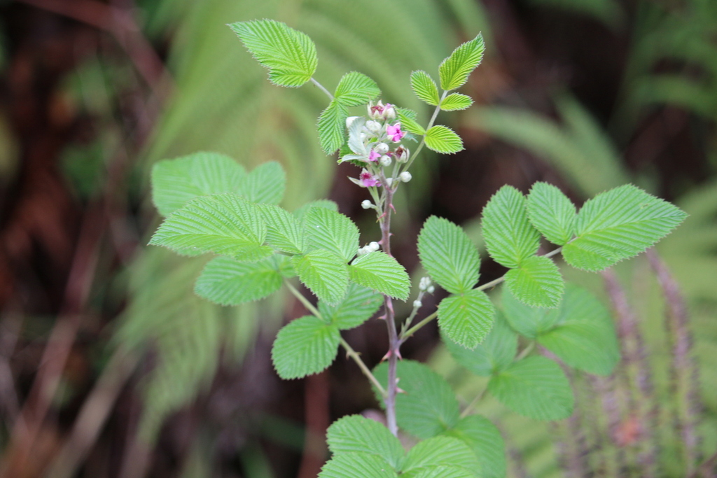Ceylon Raspberry from Ehlanzeni District Municipality, South Africa on ...