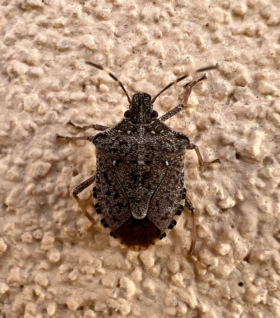 Brown Marmorated Stink Bug from Fő út, Apátistvánfalva, VA, HU on ...