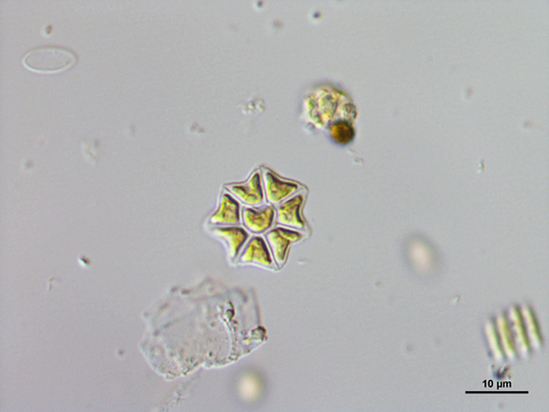 Stauridium privum · iNaturalist Mexico