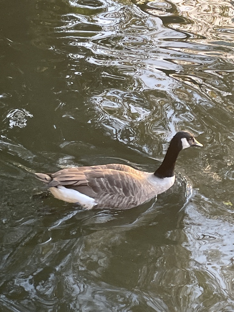 Canada Goose from Grand Union Canal, London, England, GB on October 19 ...