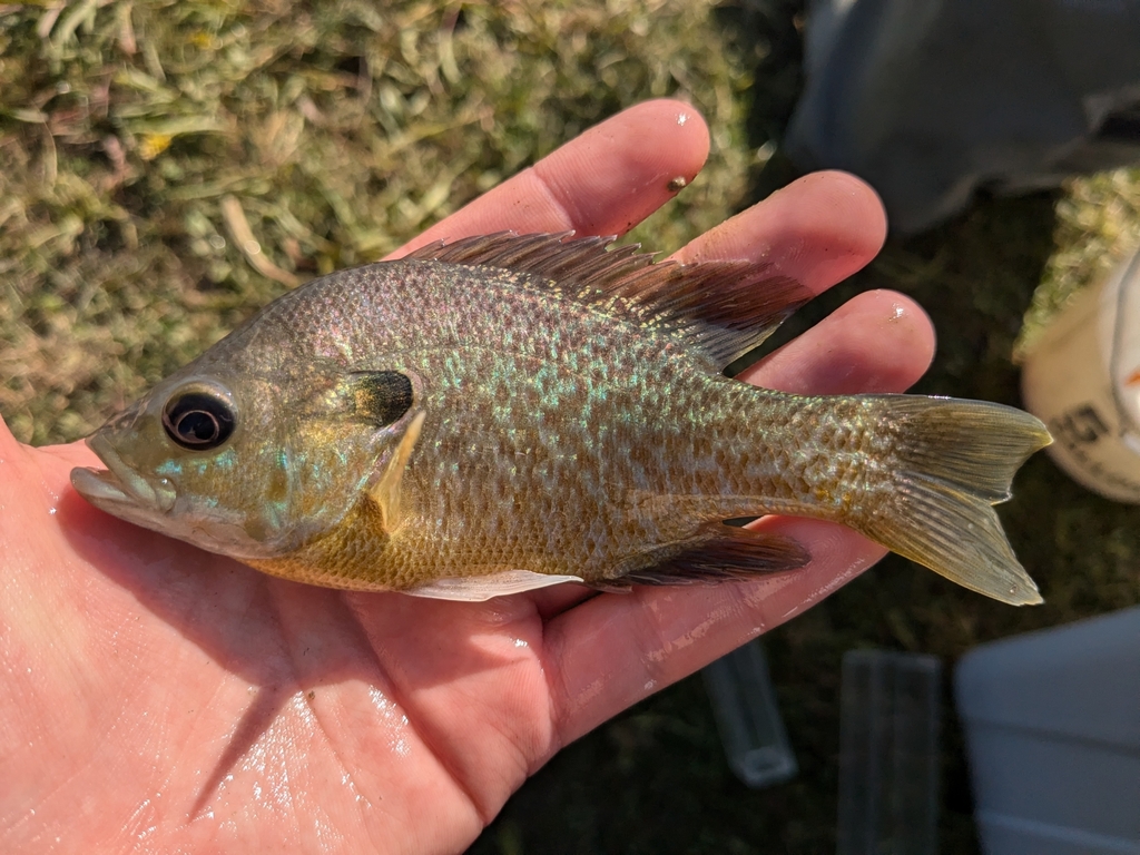 Greengill Sunfish (Lepomis macrochirus × cyanellus) - Marine Life ...