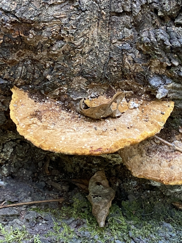 Mustard Yellow Polypore from Tribble Mill Park, Lawrenceville, GA, US ...