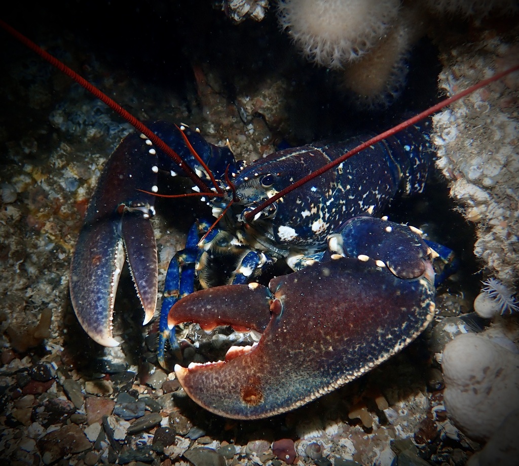 European lobster from Drop off, Strangford Lough on September 11, 2024 ...