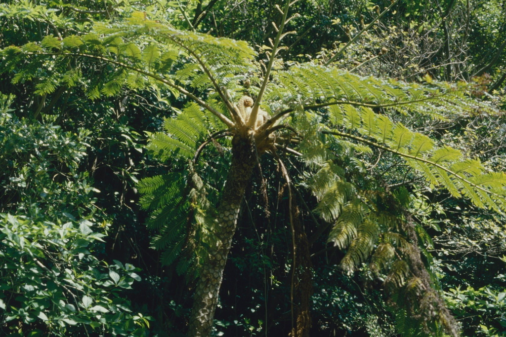 Spiny Tree Fern from Japan, Kagoshima-ken, Sata-Misaki (cape; 佐多岬) on ...