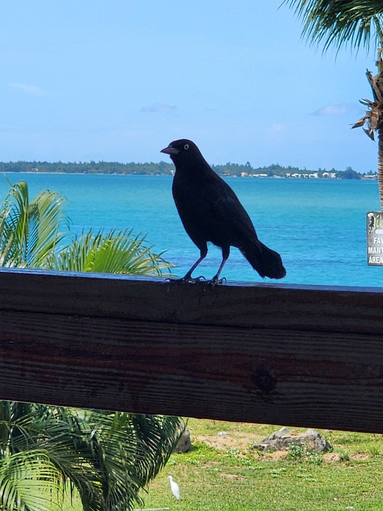 Greater Antillean Grackle from 97J7+69M, Luquillo, 00773, Puerto Rico ...