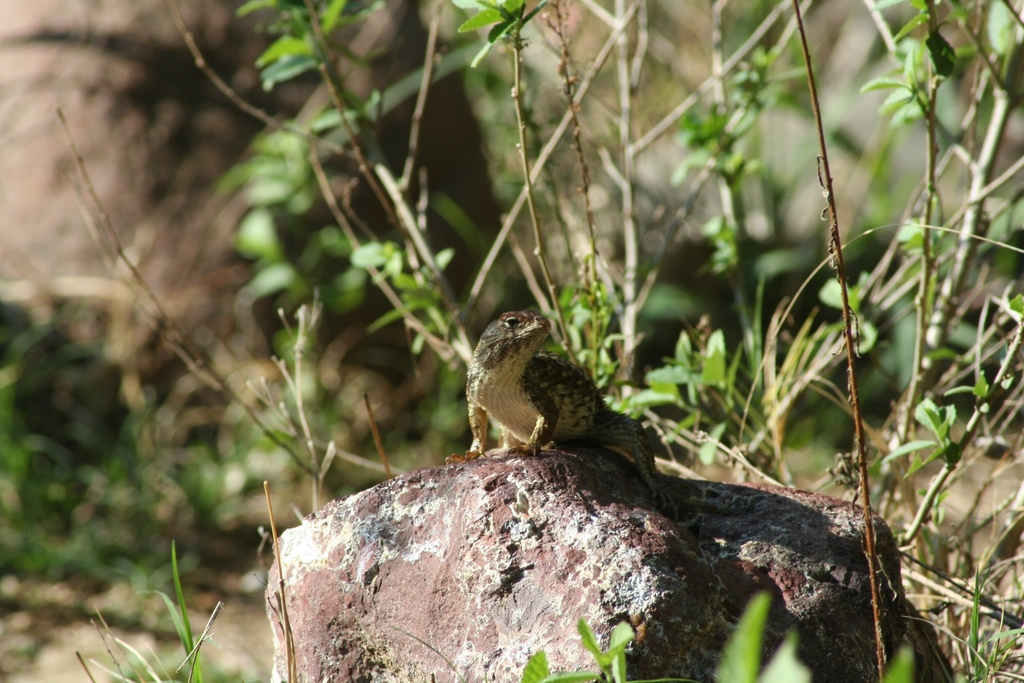 White-bellied Rough Lizard from Bosque los Colomos, Guadalajara, JAL ...