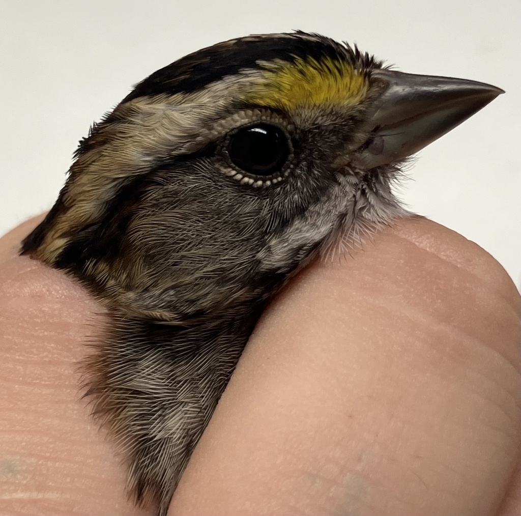 White-throated Sparrow in October 2024 by River Ahlquist. birds caught ...