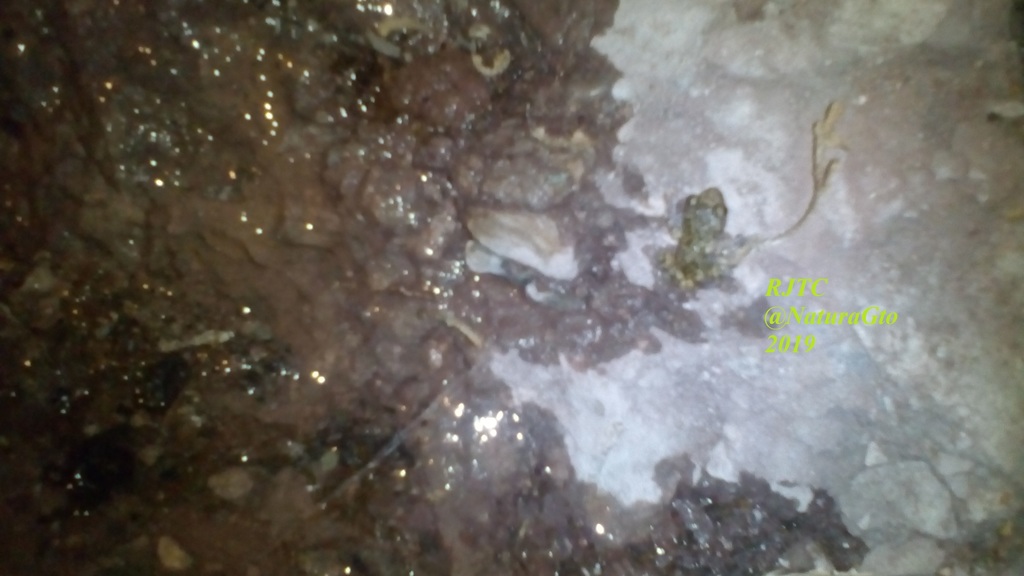 Spotted Chirping Frog from SMAOT Conjunto Administrativo Pozuelos ...