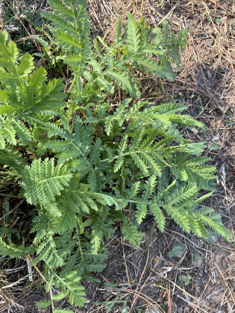 tansy from Brevator Rd, Cloquet, MN, US on October 18, 2024 at 12:10 PM ...