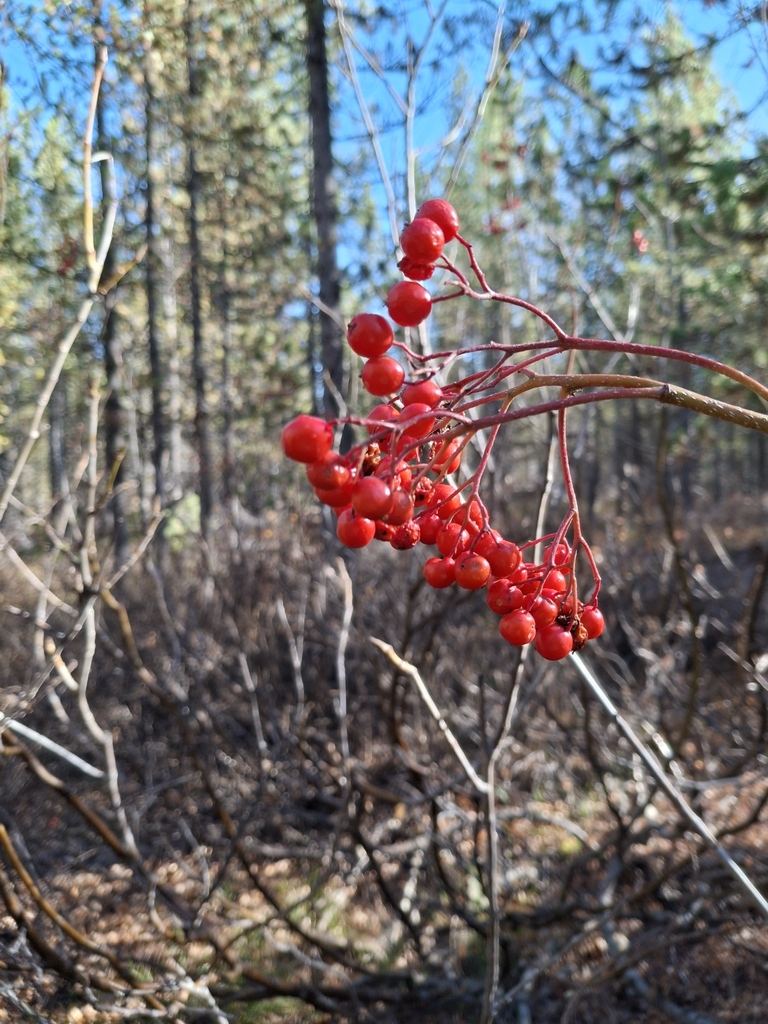 Greene's mountain ash from Fremont County, US-ID, US on October 19 ...