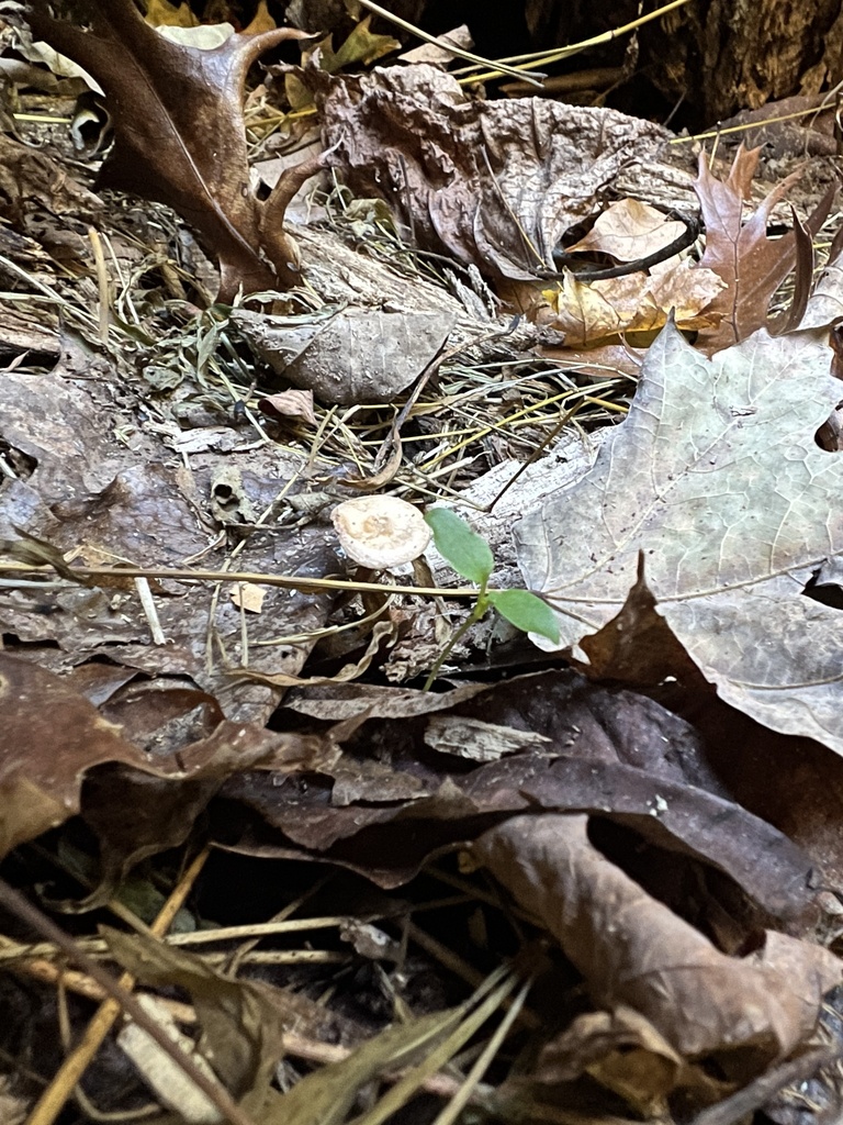 Twiglets from Albert Johnson Rd, Nashville, IN, US on October 19, 2024 ...