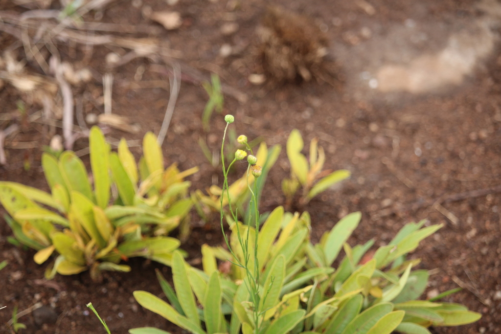 Grassveld Beesbossie from South Africa on October 16, 2024 by Kyle ...