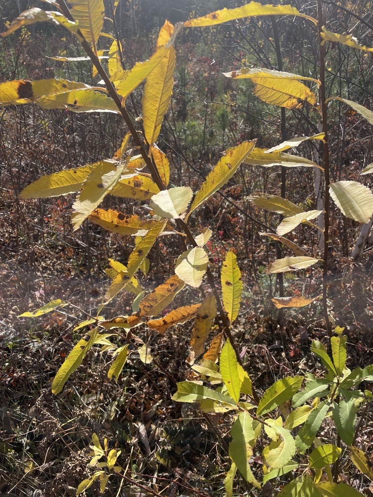 Prairie Willow from Brevator Rd, Cloquet, MN, US on October 18, 2024 at ...