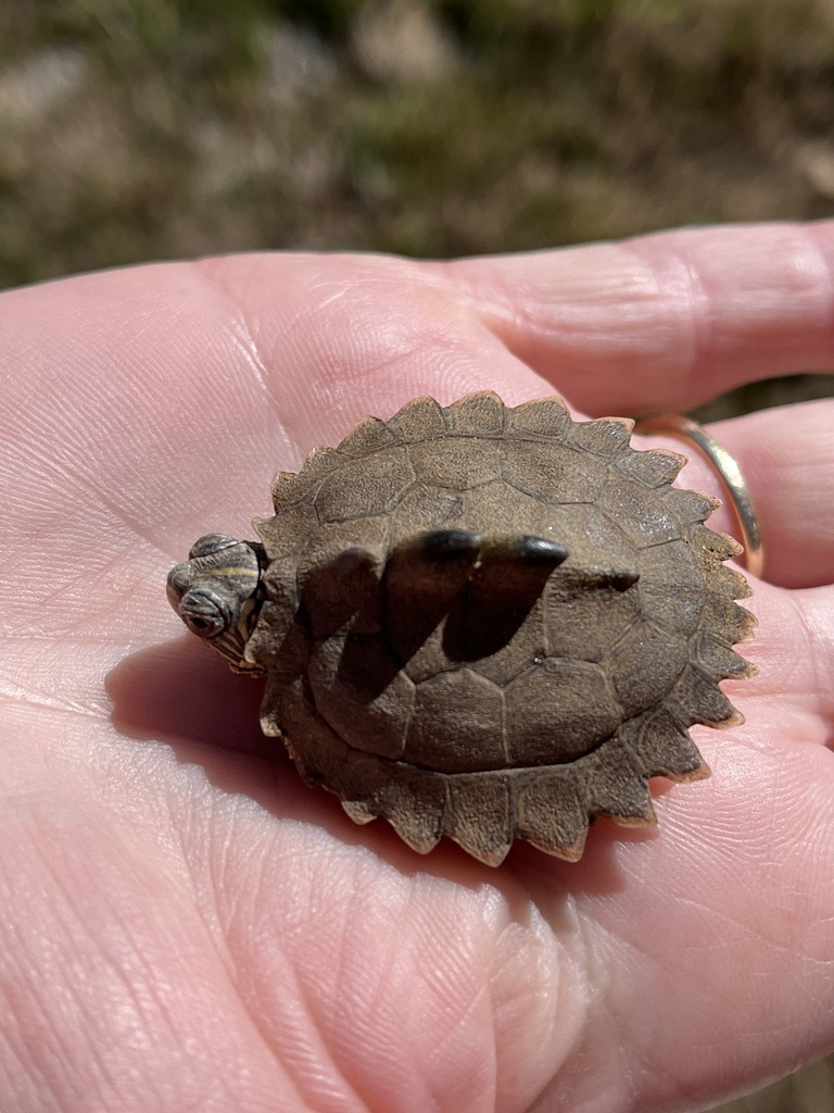 Black-knobbed Map Turtle in October 2024 by jpmoorman · iNaturalist