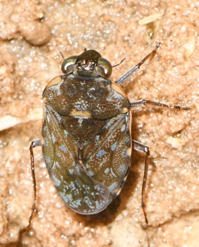 Blue-spotted Velvet Shore Bug from Casteljau, 07460 Berrias-et ...