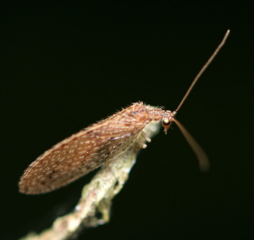 Tasmanian Brown Lacewing in September 2024 by juliegraham173 · iNaturalist